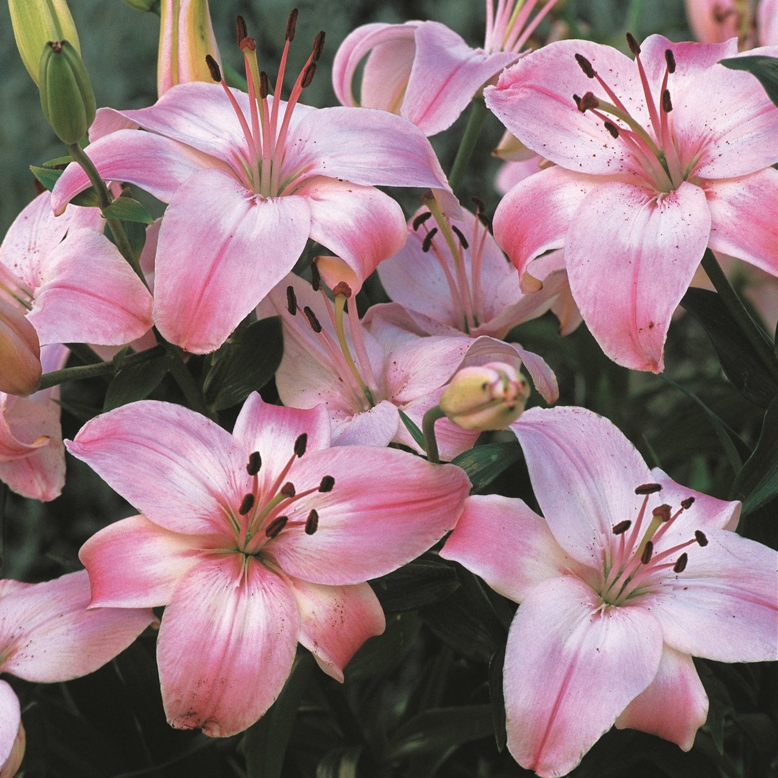 Lilium — Hadeco.co.za