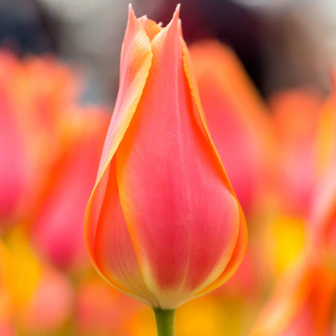 Tulips — Hadeco.co.za