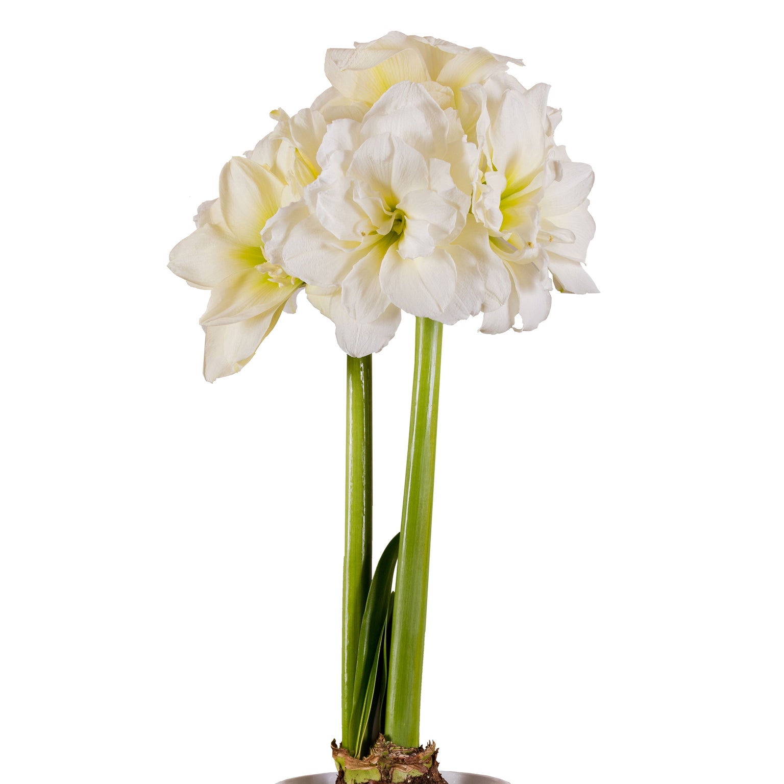 Buy Hadeco Hippeastrum / amaryllis bulbs online — Hadeco.co.za