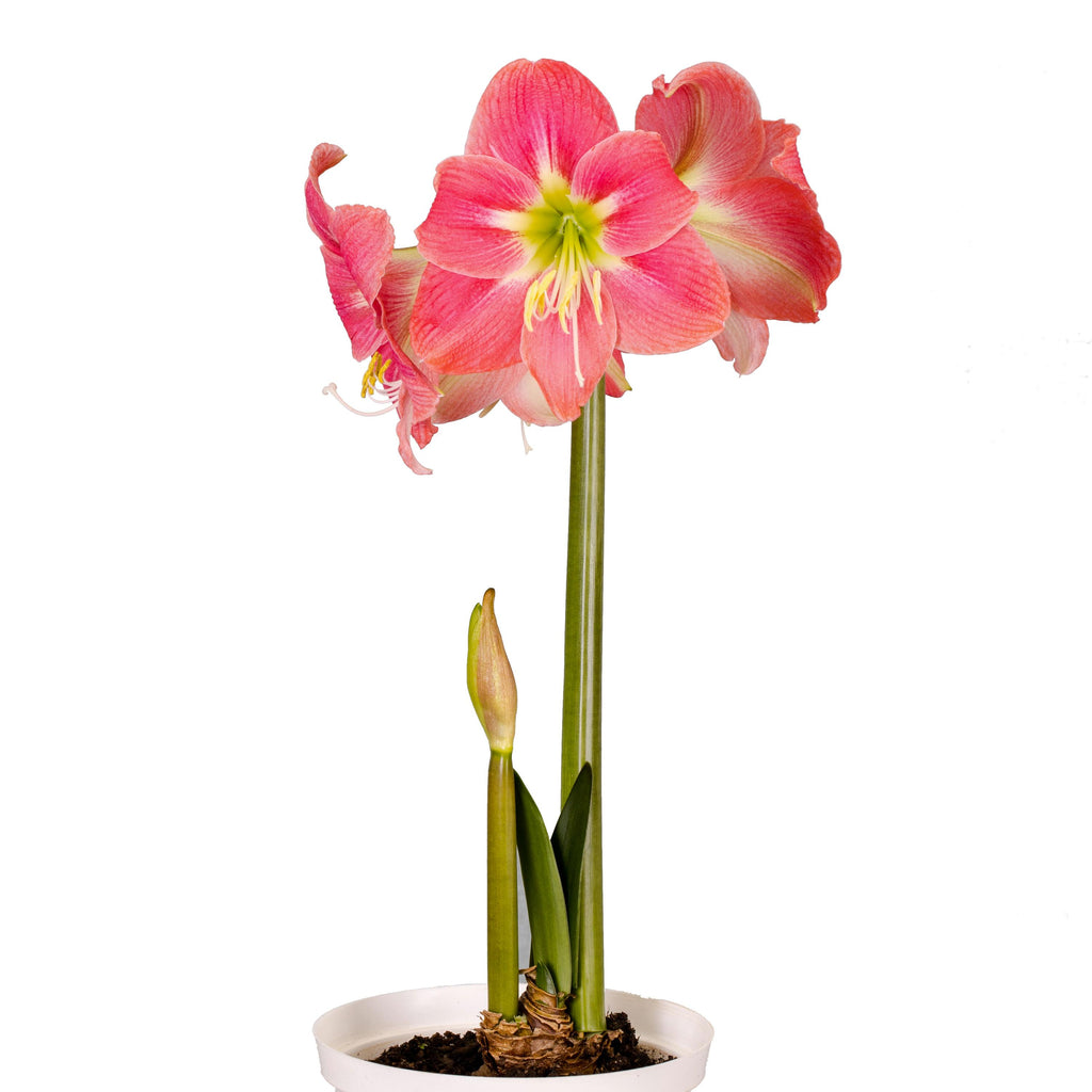 Buy Hadeco Hippeastrum / amaryllis bulbs online — Hadeco.co.za