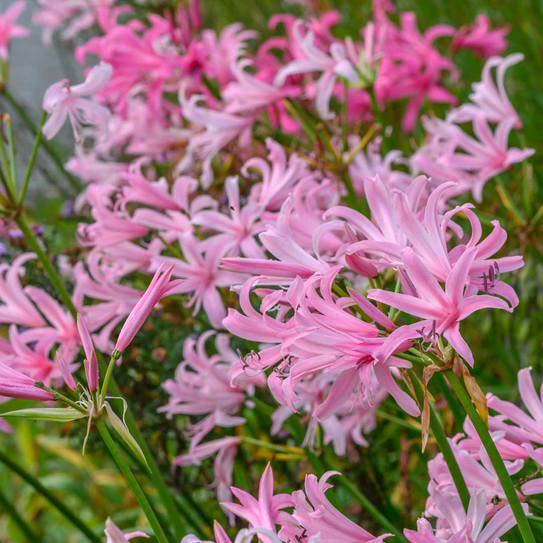 Amarine - Assorted Pink - 3 bulbs p-pack — Hadeco.co.za