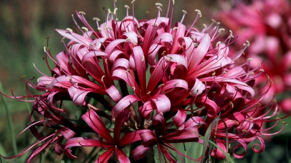 Ammocharis coranica - Karoo Lily - 2 bulbs p-pack — Hadeco.co.za
