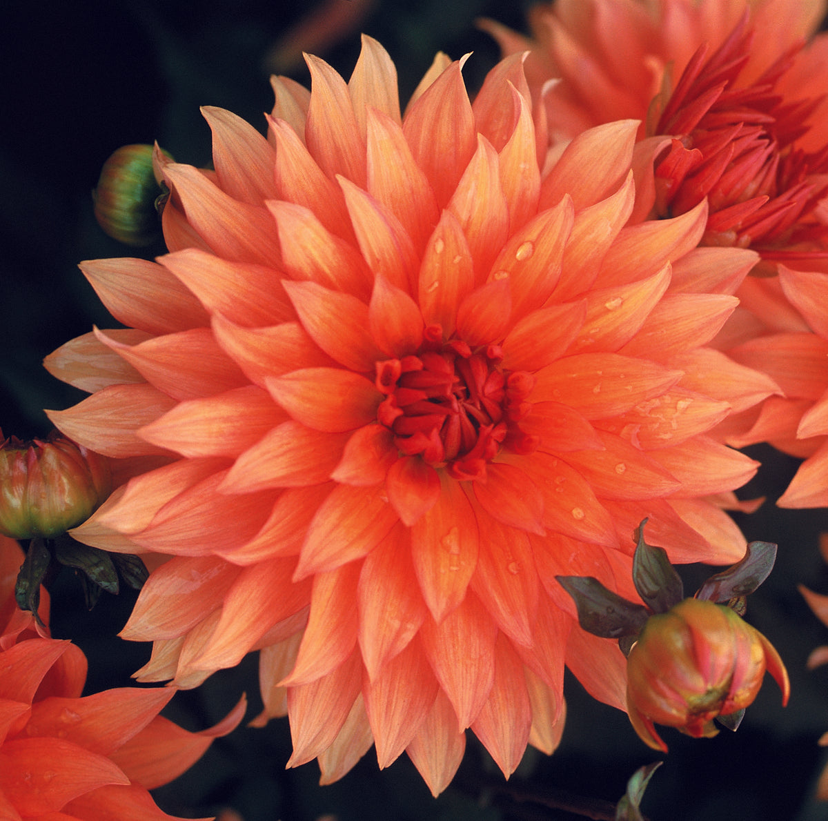 Dahlia Border - Autumn Fairy - 2 bulbs p-pack — Hadeco.co.za