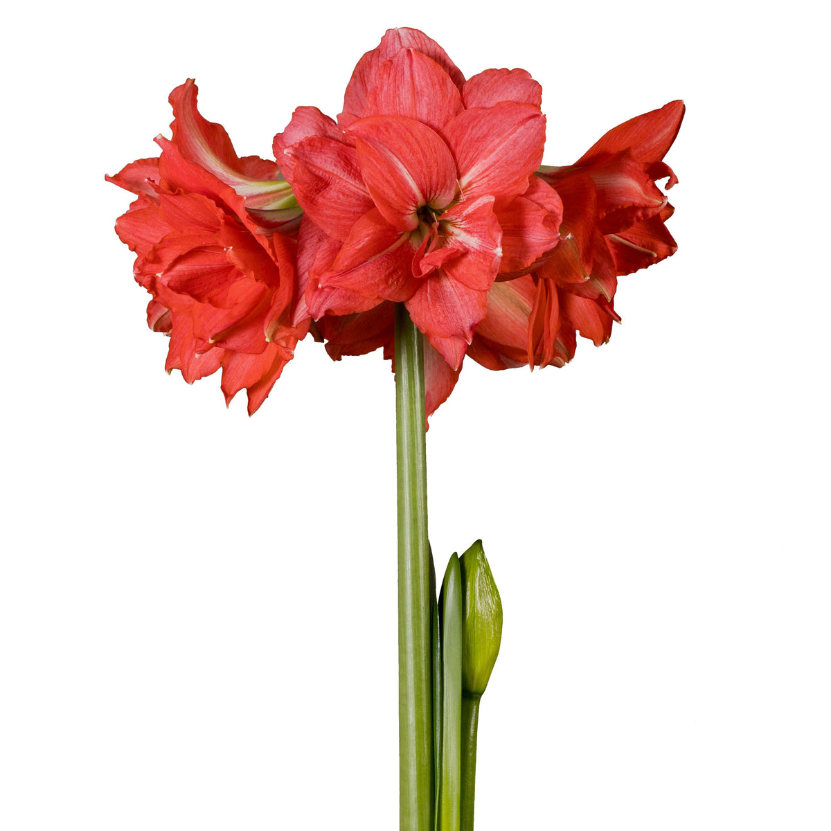 Hippeastrum (amaryllis) Sonatini - Ballerina™ - 2 bulbs p-pack — Hadeco ...