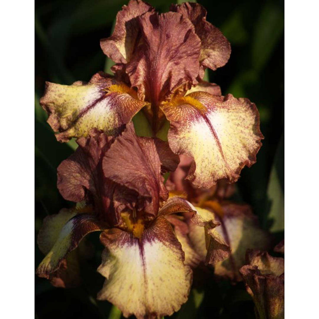 Bearded Iris — Hadeco.co.za