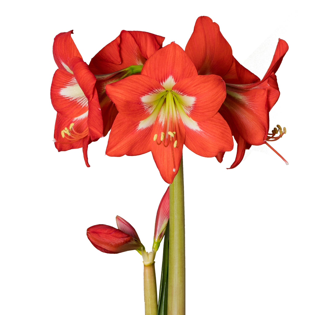 Summer Bulbs — Hadeco.co.za