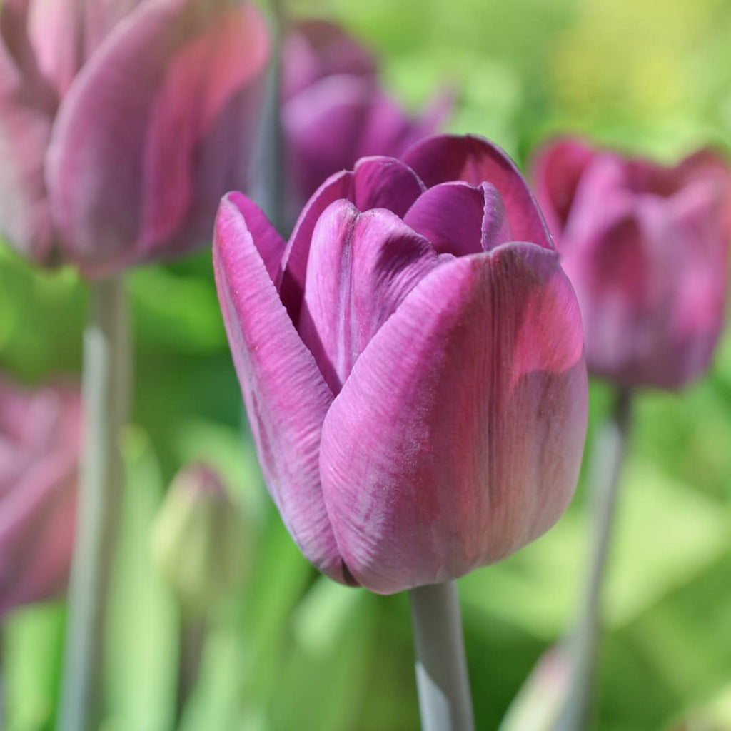 Tulips — Hadeco.co.za