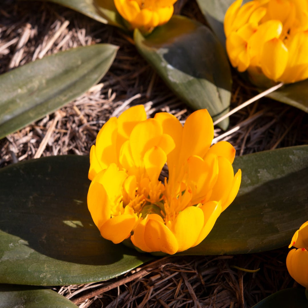 Winter Bulbs — Hadeco.co.za