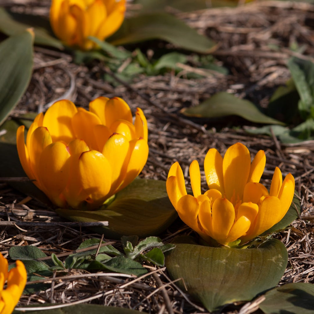 Winter Bulbs — Hadeco.co.za