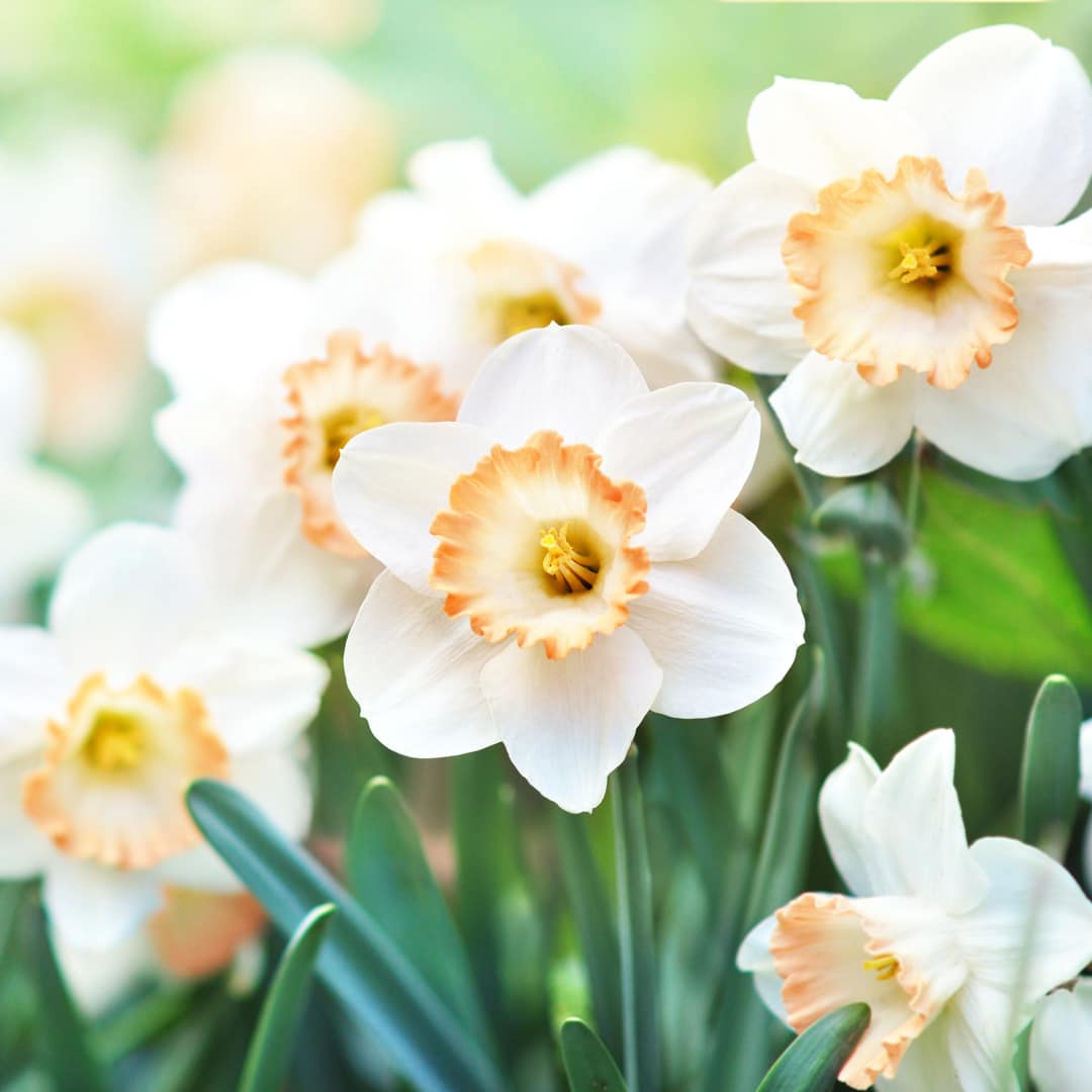 Daffodil-Narcissus - Cosmopolitan - 5 bulbs p-pack — Hadeco.co.za