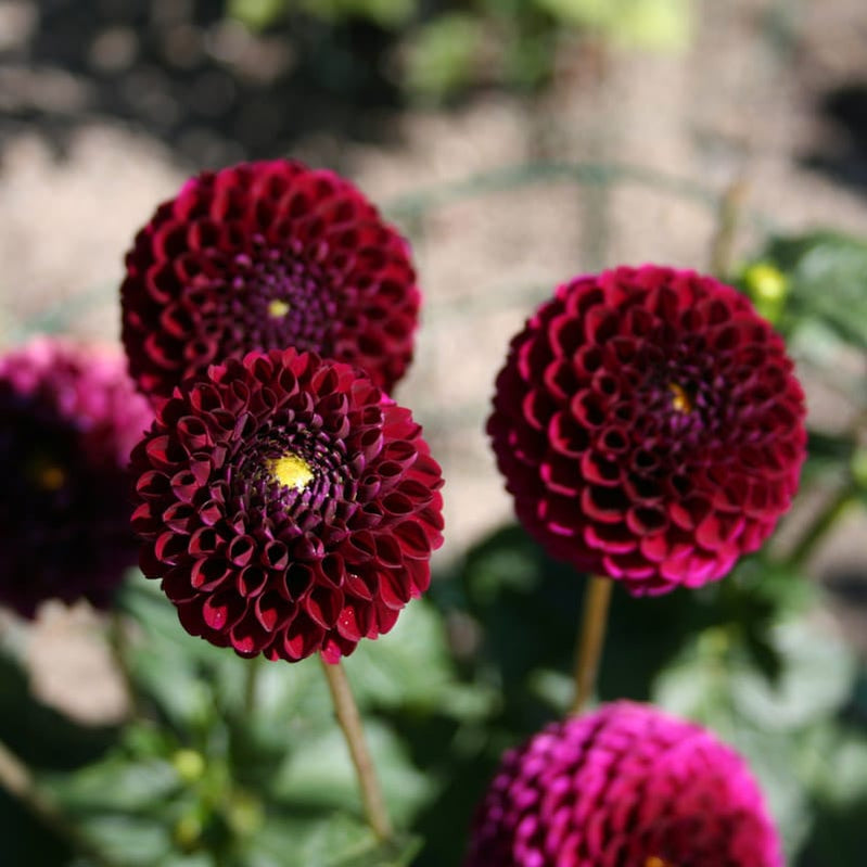 Hadeco.co.za, your blooming gardening journey starts here.