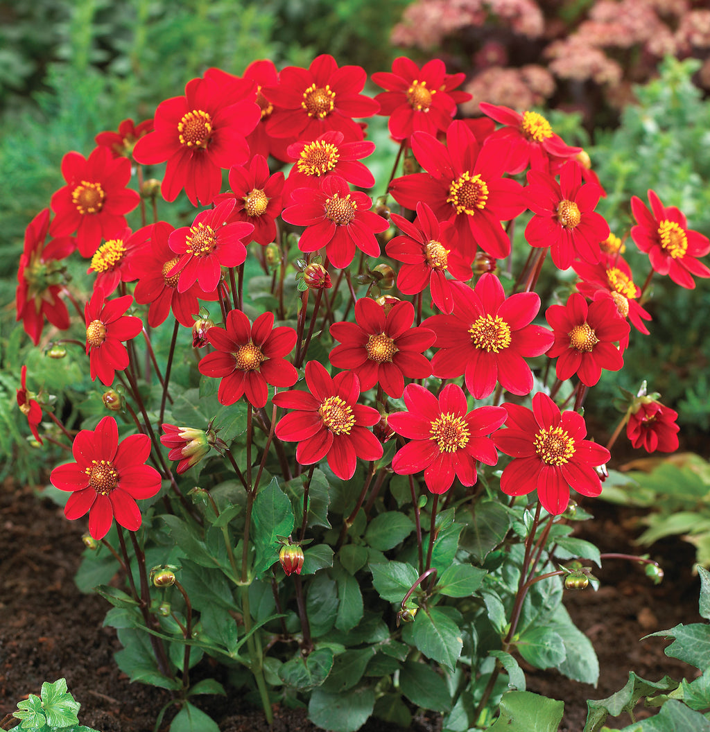 Summer Bulbs — Hadeco.co.za