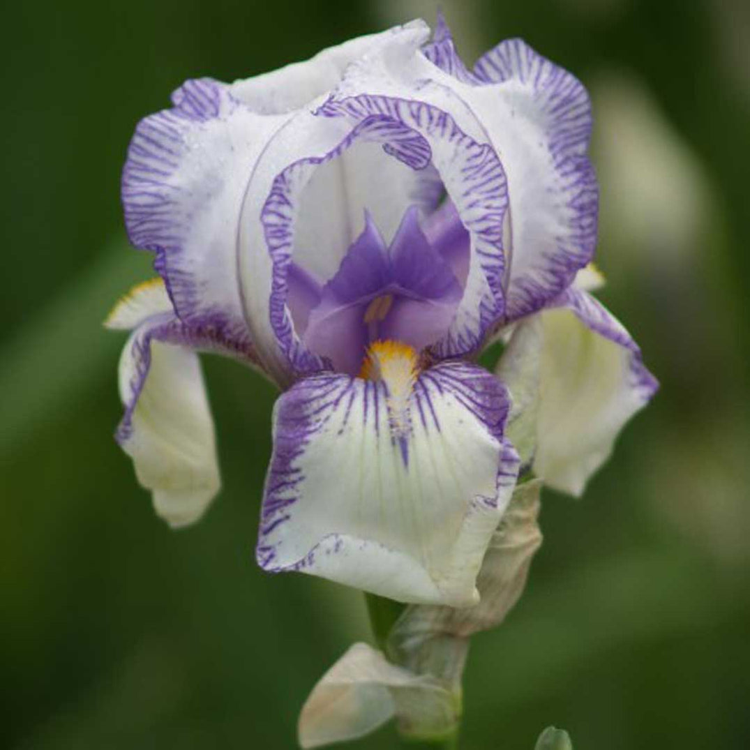 Summer Bulbs — Hadeco.co.za