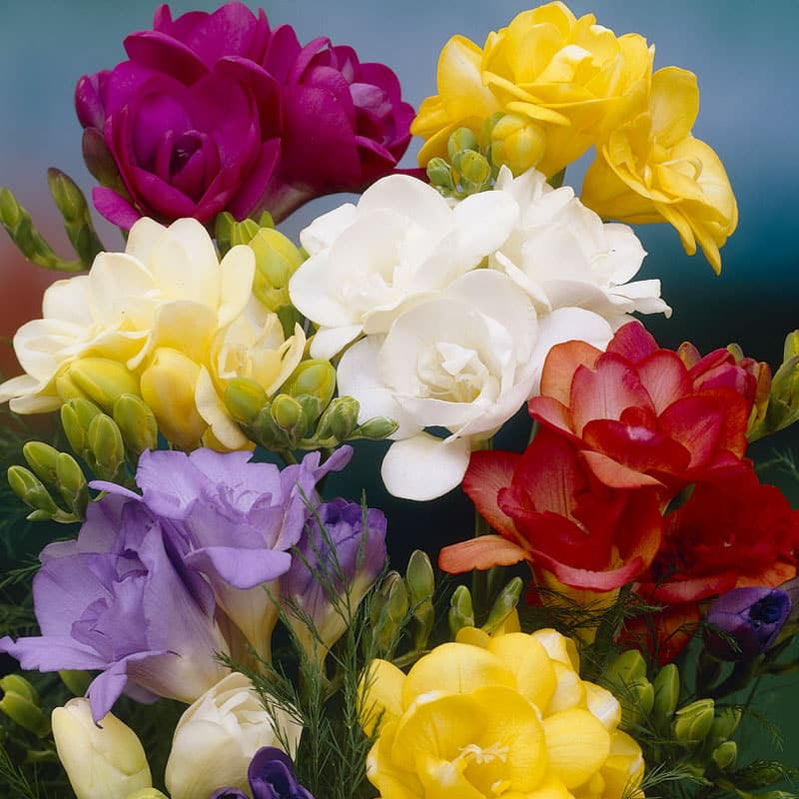 Winter Bulbs — Hadeco.co.za