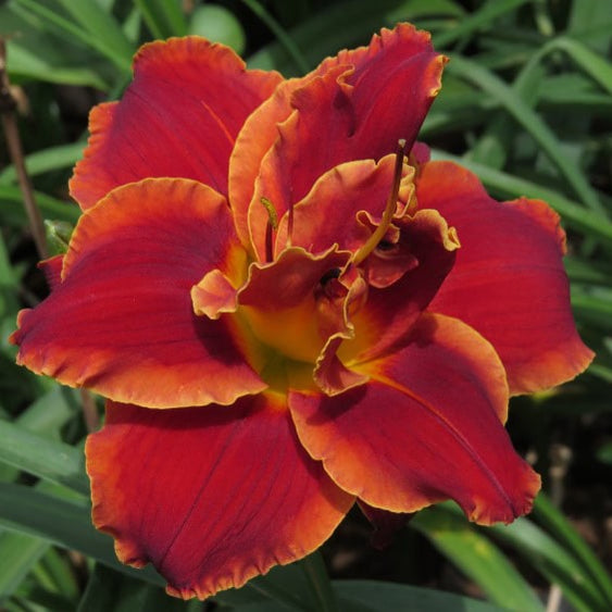 Hemerocallis — Hadeco.co.za