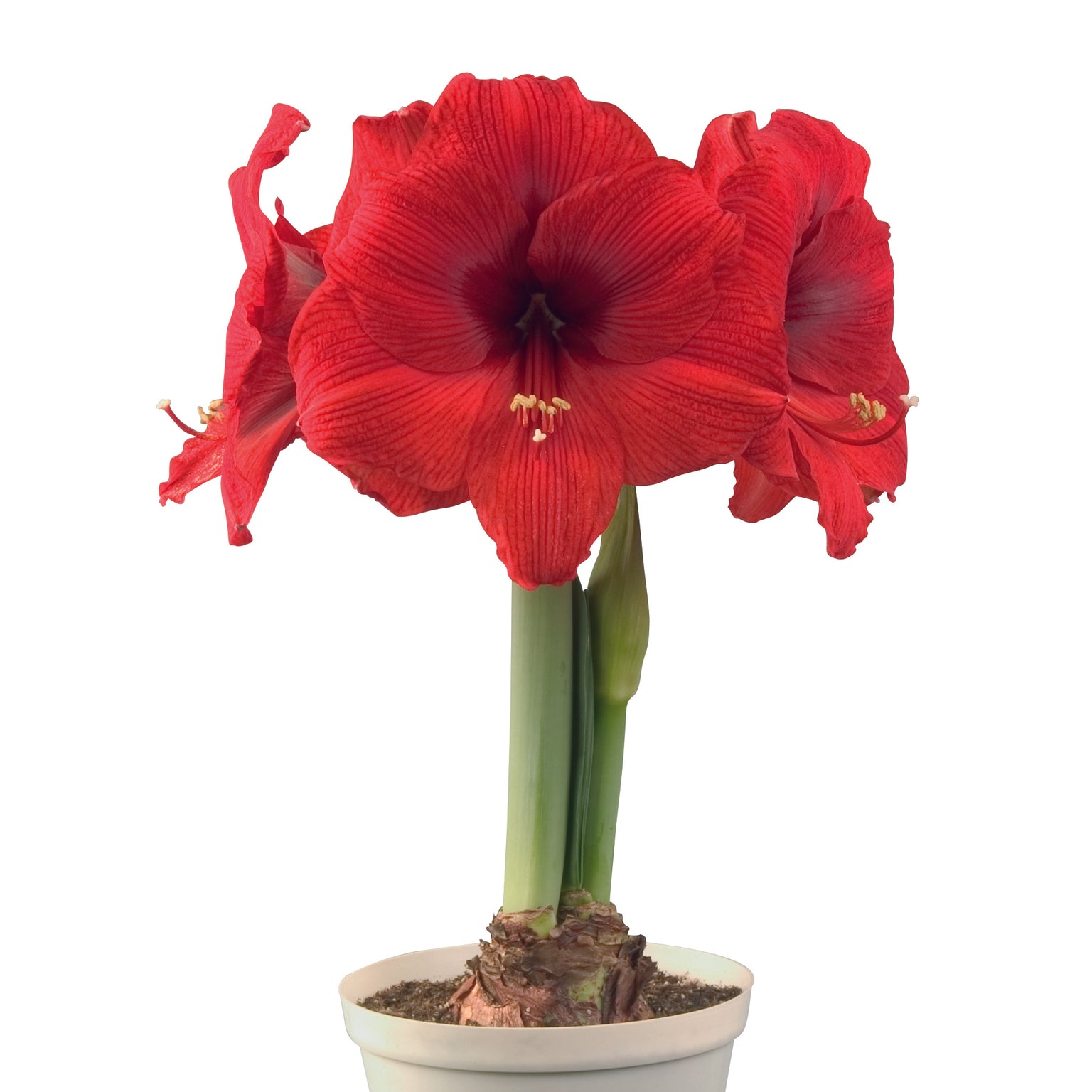 Buy Hadeco Hippeastrum / amaryllis bulbs online — Hadeco.co.za