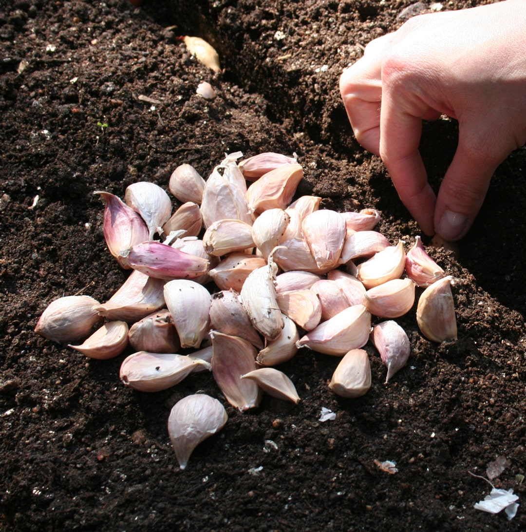 Hadeco.co.za, your blooming gardening journey starts here.