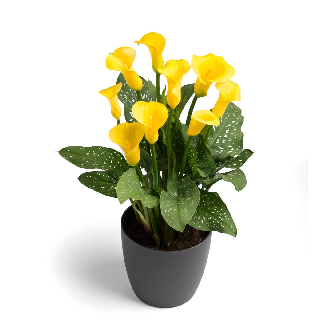 Zantedeschia (calla lily) - Gold Crown - 1 bulb p-pack — Hadeco.co.za