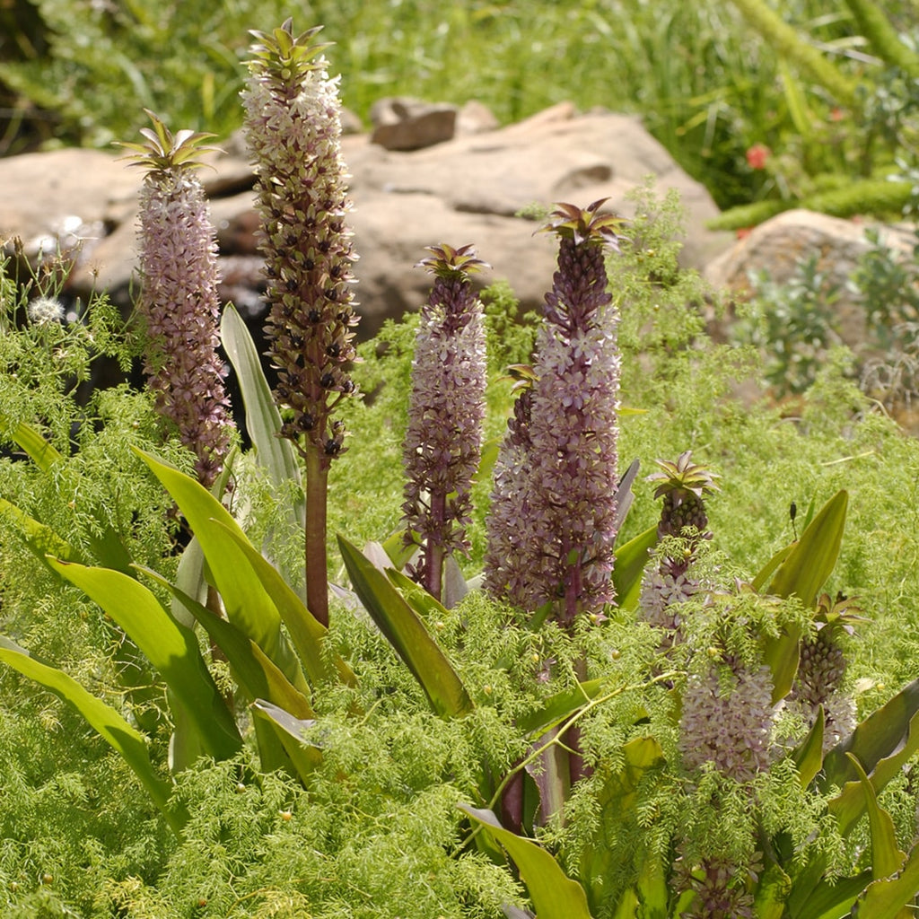 Eucomis — Hadeco.co.za
