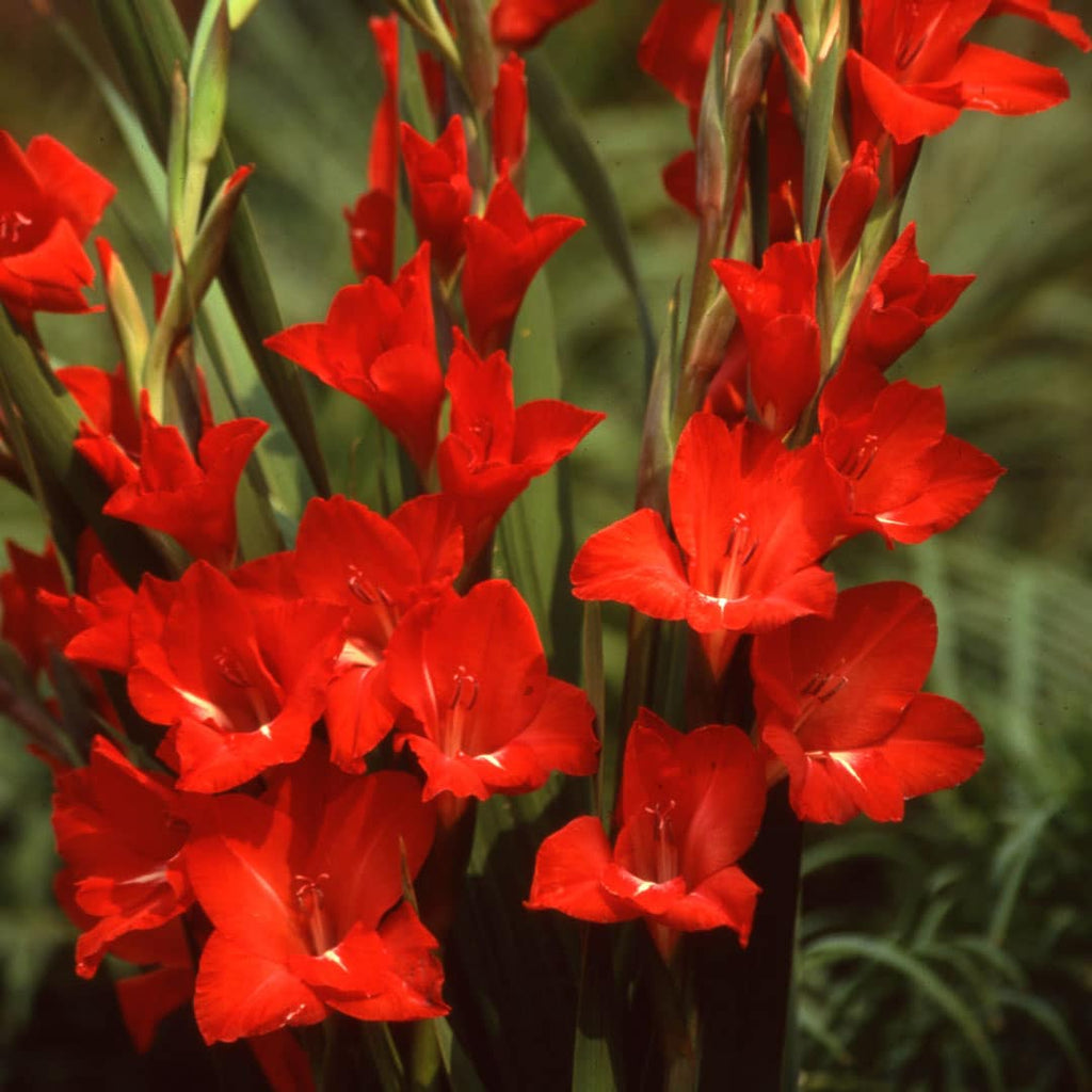 Buy Gladiolus Bulbs Online From Hadeco — Hadeco.co.za