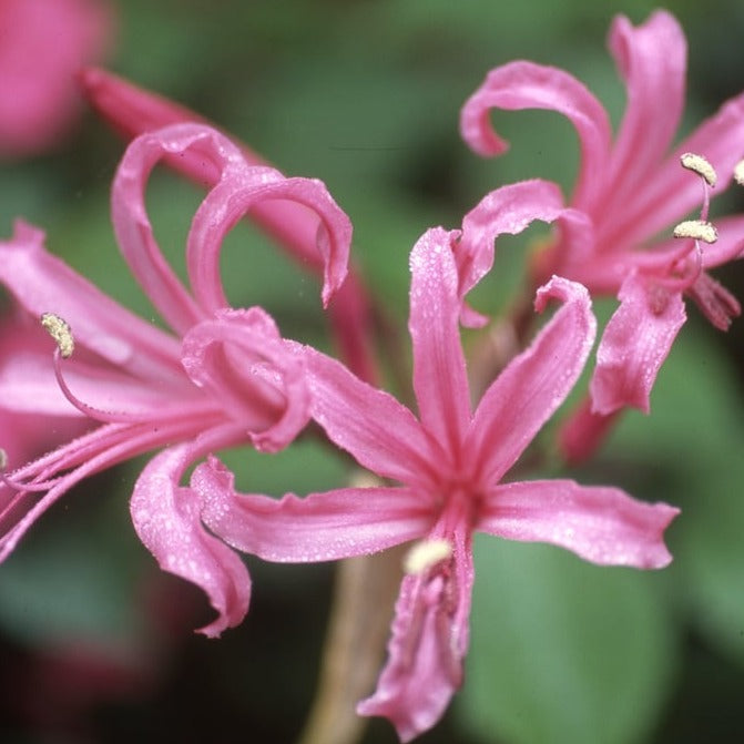 Nerine filifolia - Pink - 20 bulbs p-pack — Hadeco.co.za