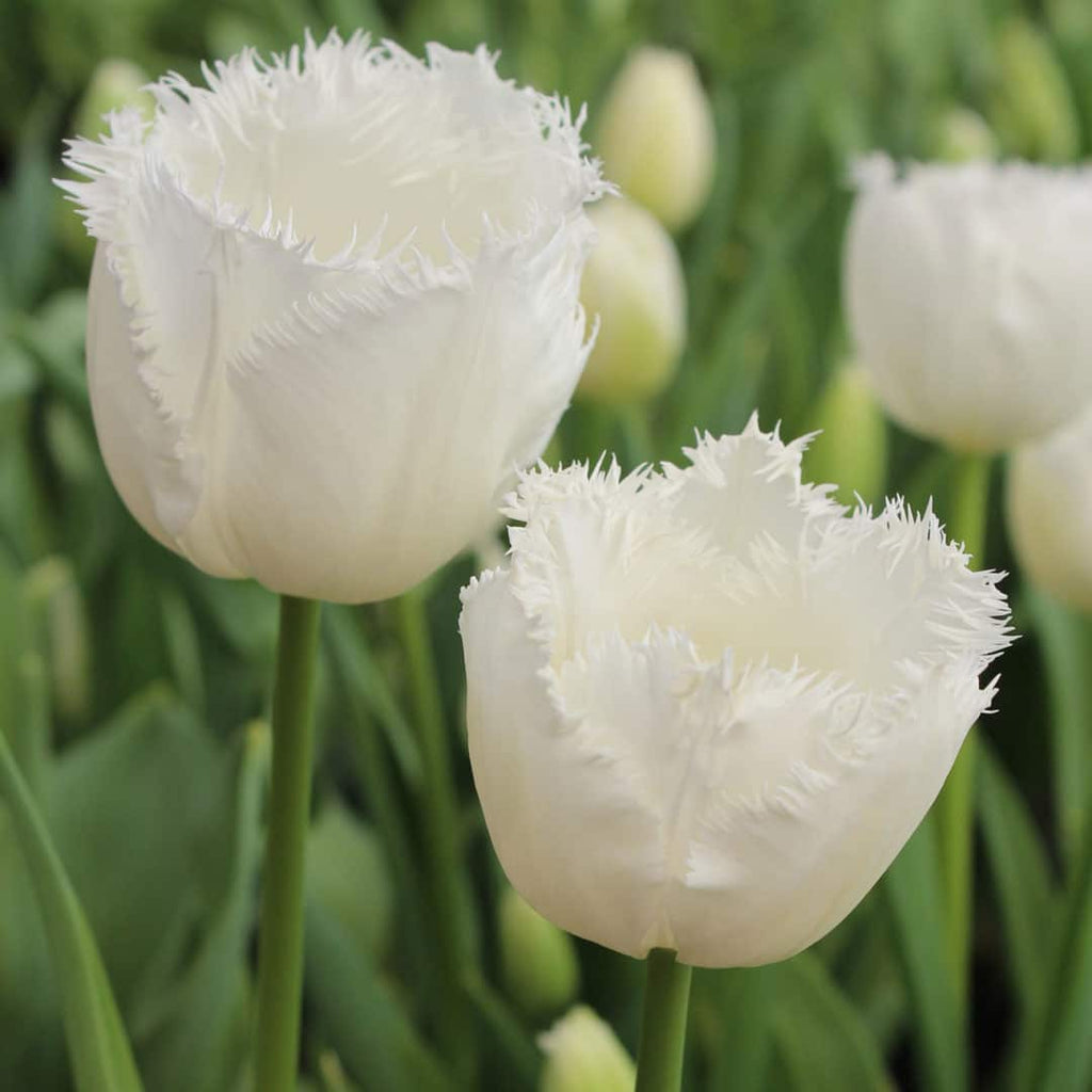 Tulips — Hadeco.co.za