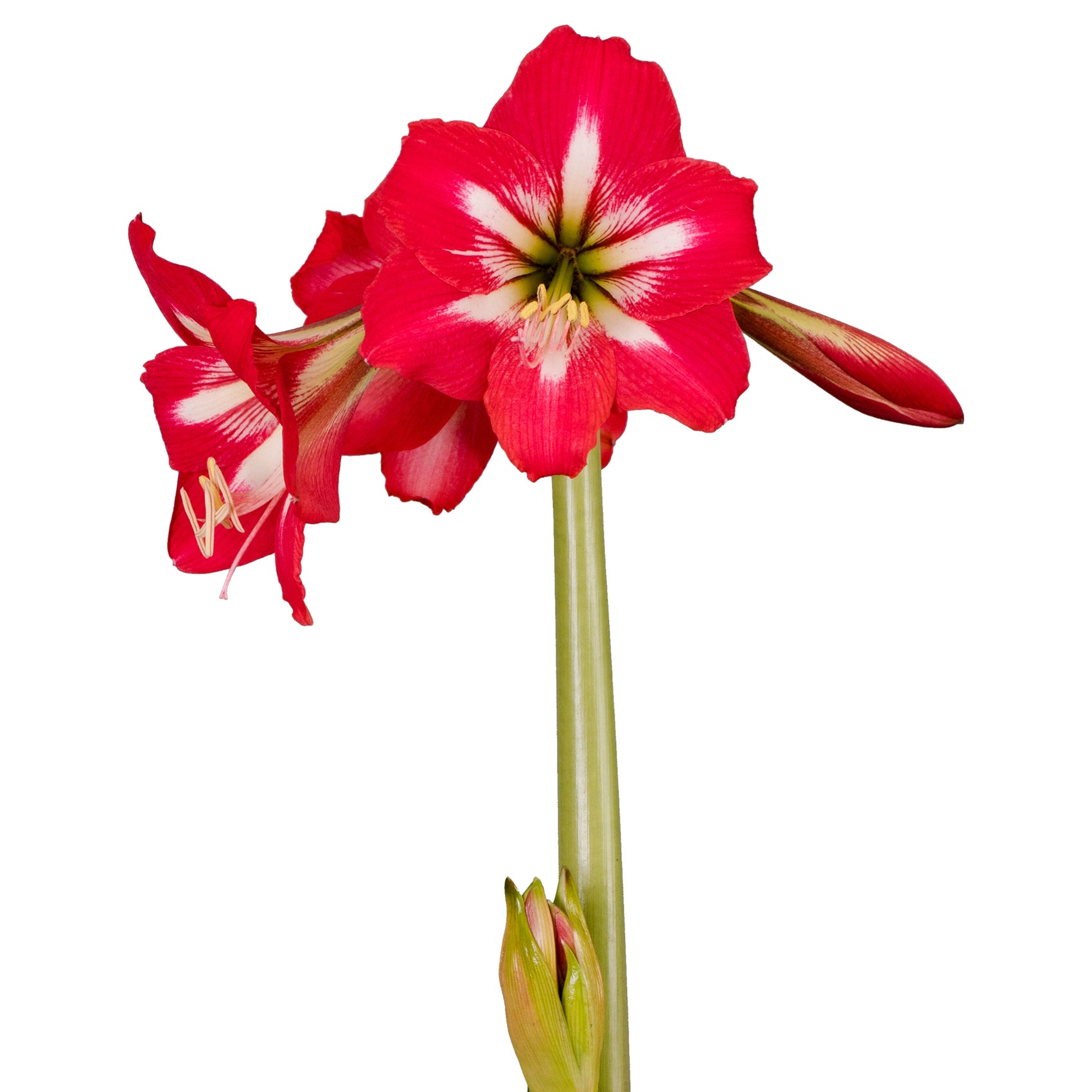 Buy Hadeco Hippeastrum / amaryllis bulbs online — Hadeco.co.za