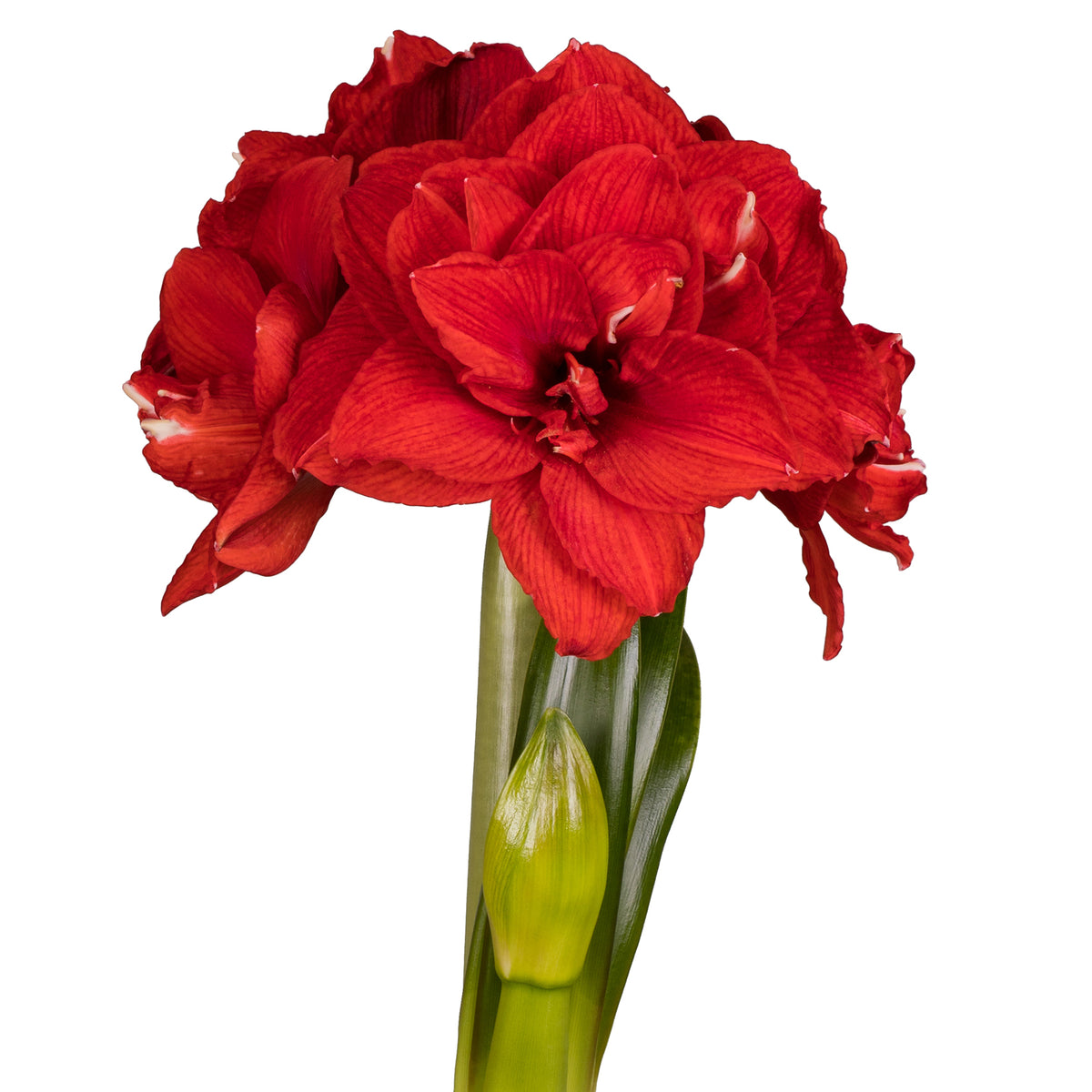 Hippeastrum (amaryllis) Symphony Double - Inferno® - Dark Red - 1 bulb ...