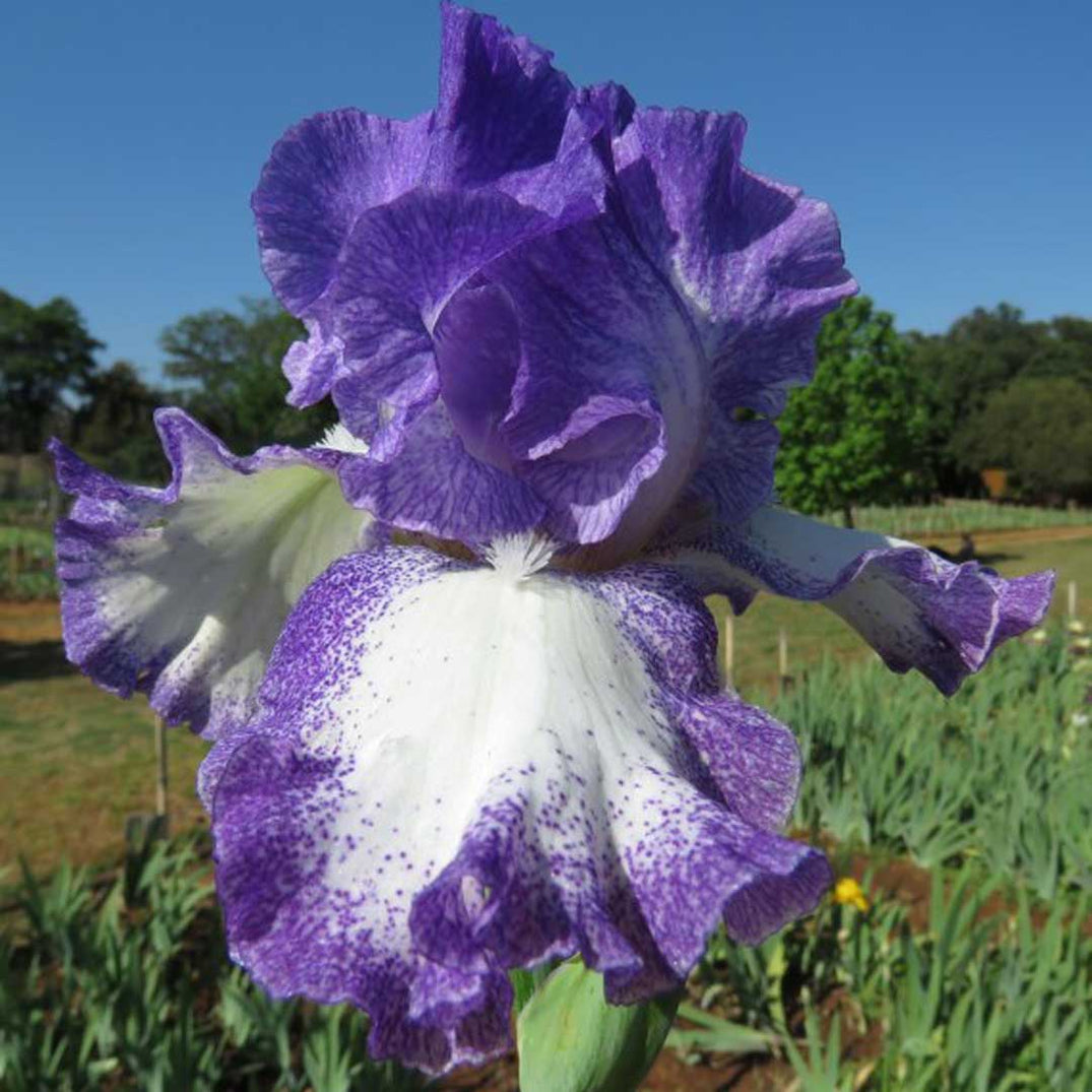 Summer Bulbs — Hadeco.co.za