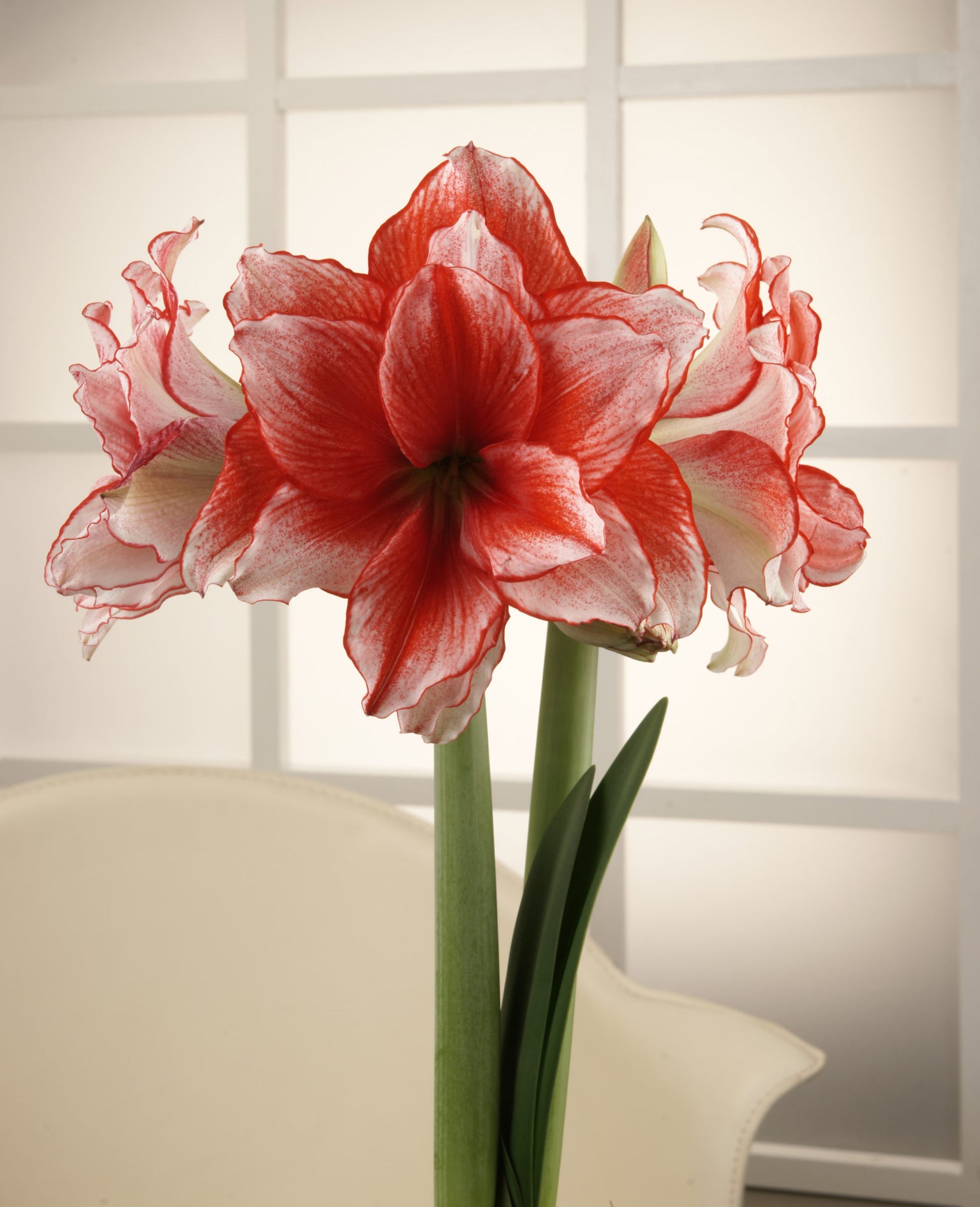 Buy Hadeco Hippeastrum / amaryllis bulbs online — Hadeco.co.za