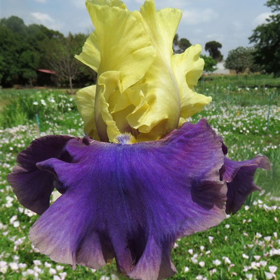 Summer Bulbs — Hadeco.co.za