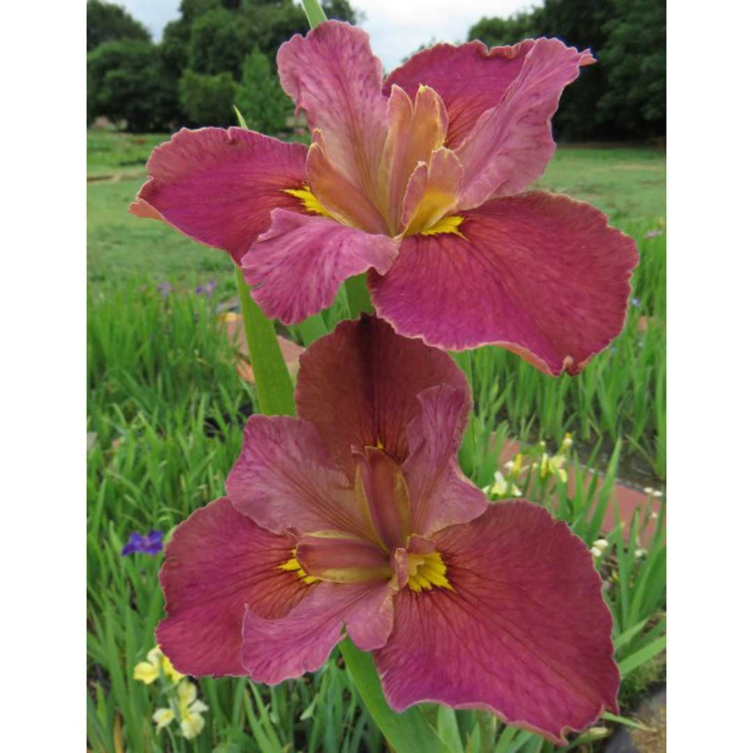 Winter Bulbs — Hadeco.co.za