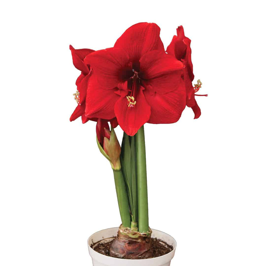 Buy Hadeco Hippeastrum / amaryllis bulbs online — Hadeco.co.za