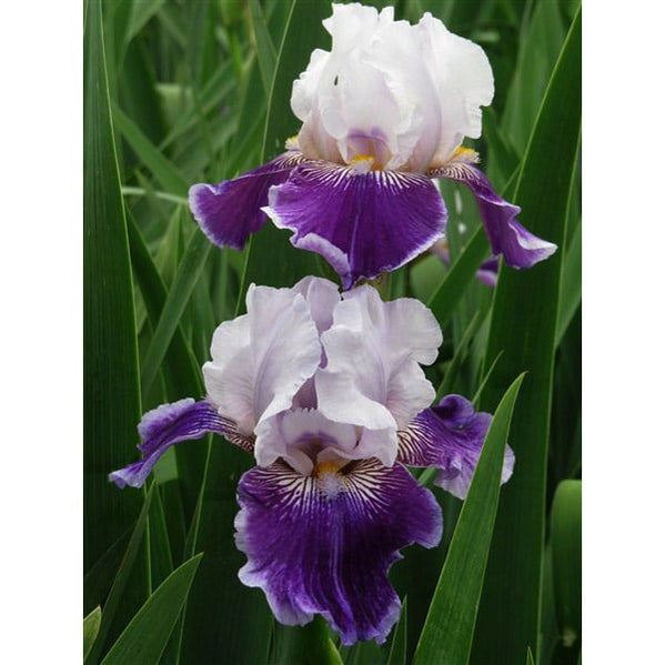 Summer Bulbs — Hadeco.co.za