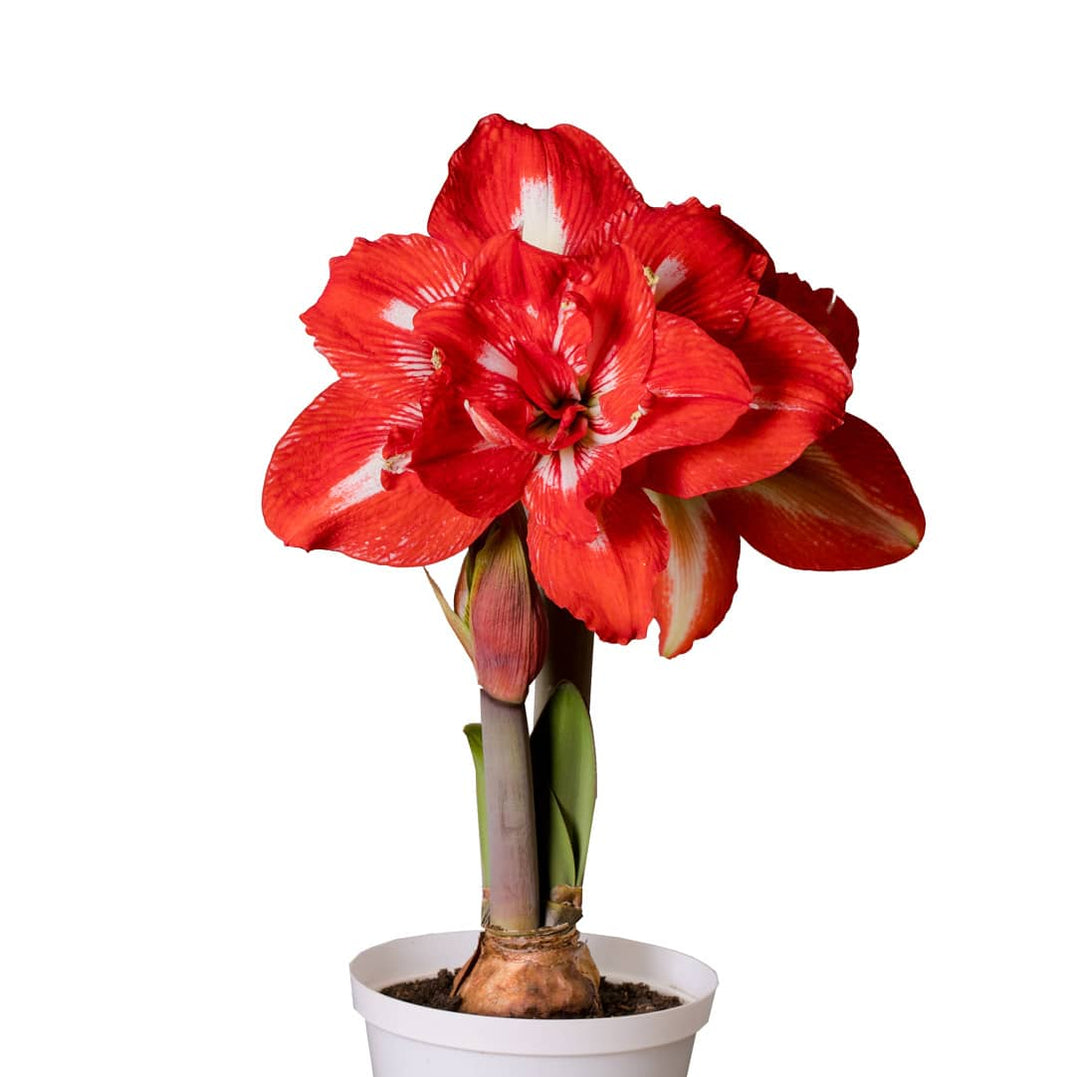 Summer Bulbs — Hadeco.co.za