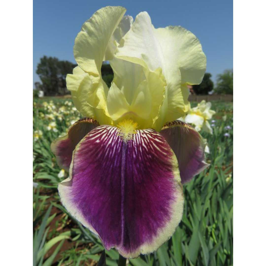 Bearded Iris - Rafy - 3 plants p-pack — Hadeco.co.za