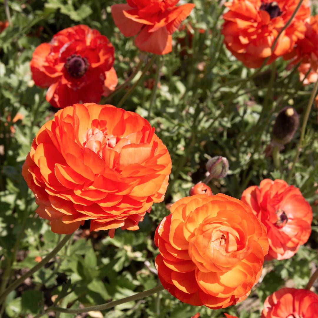 Ranunculus - Orange - 25 bulbs p-pack — Hadeco.co.za