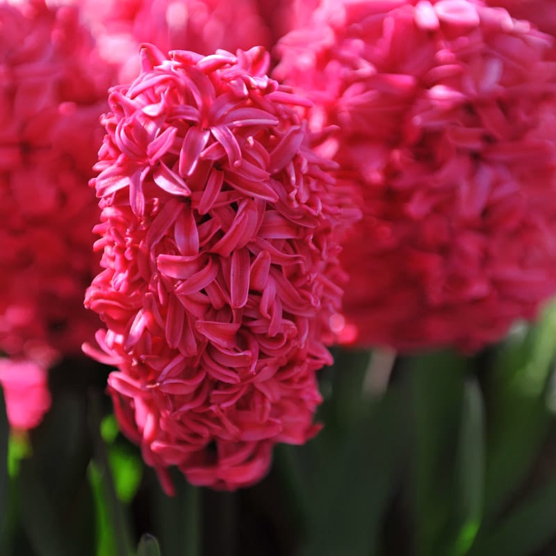 Hyacinths - Red - 3 bulbs p-pack — Hadeco.co.za