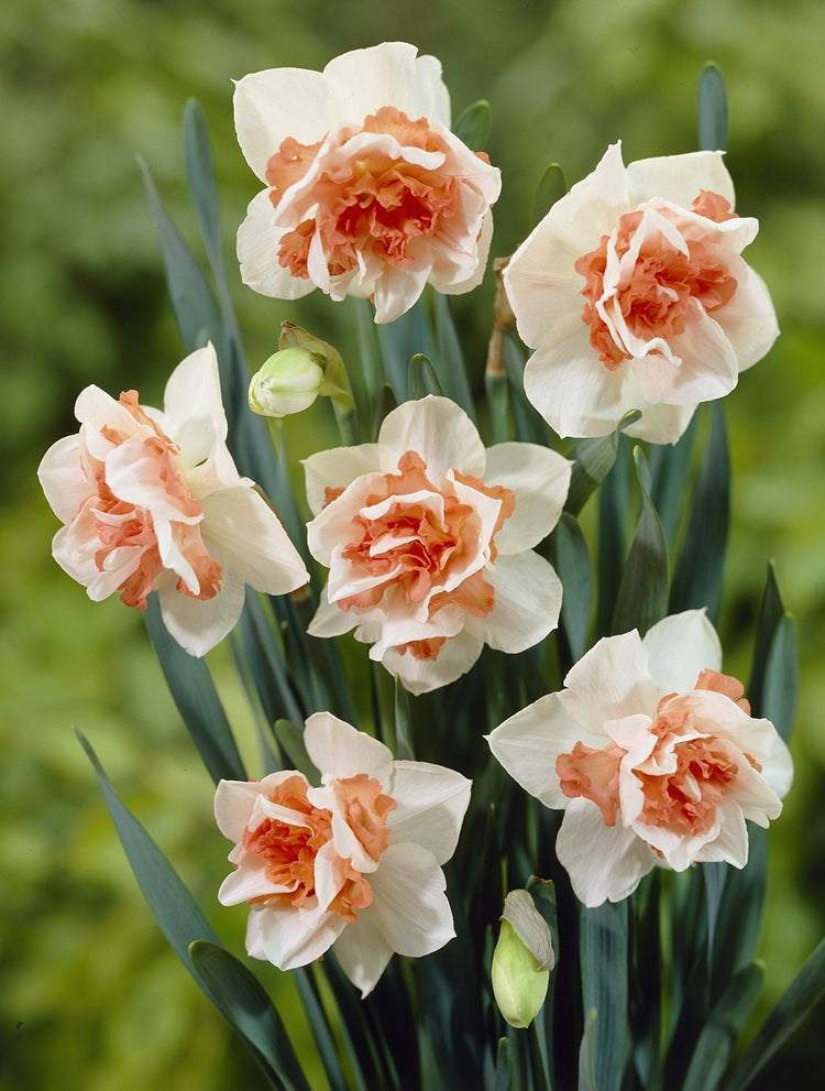 Narcissus (daffodil) - Replete (Double) - 5 bulbs p-pack — Hadeco.co.za