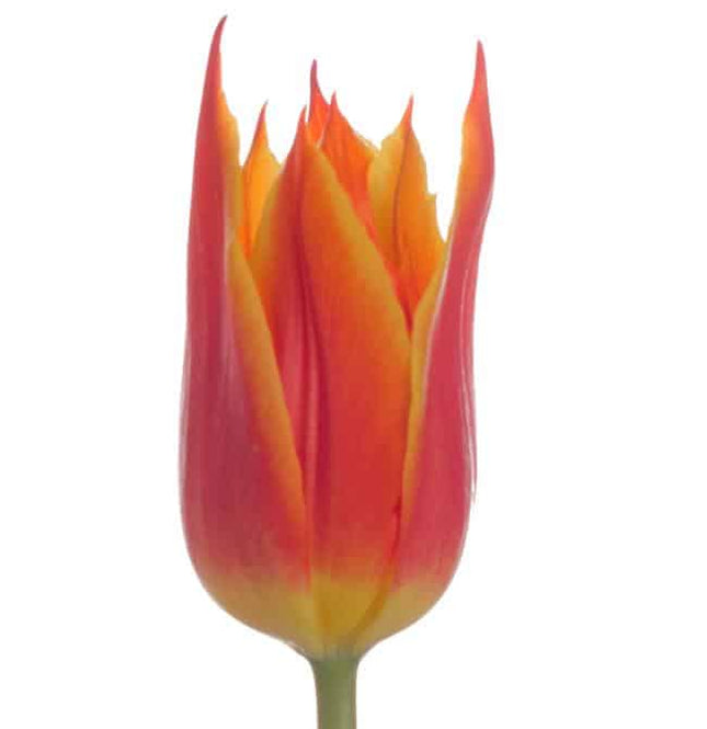 Tulips — Hadeco.co.za