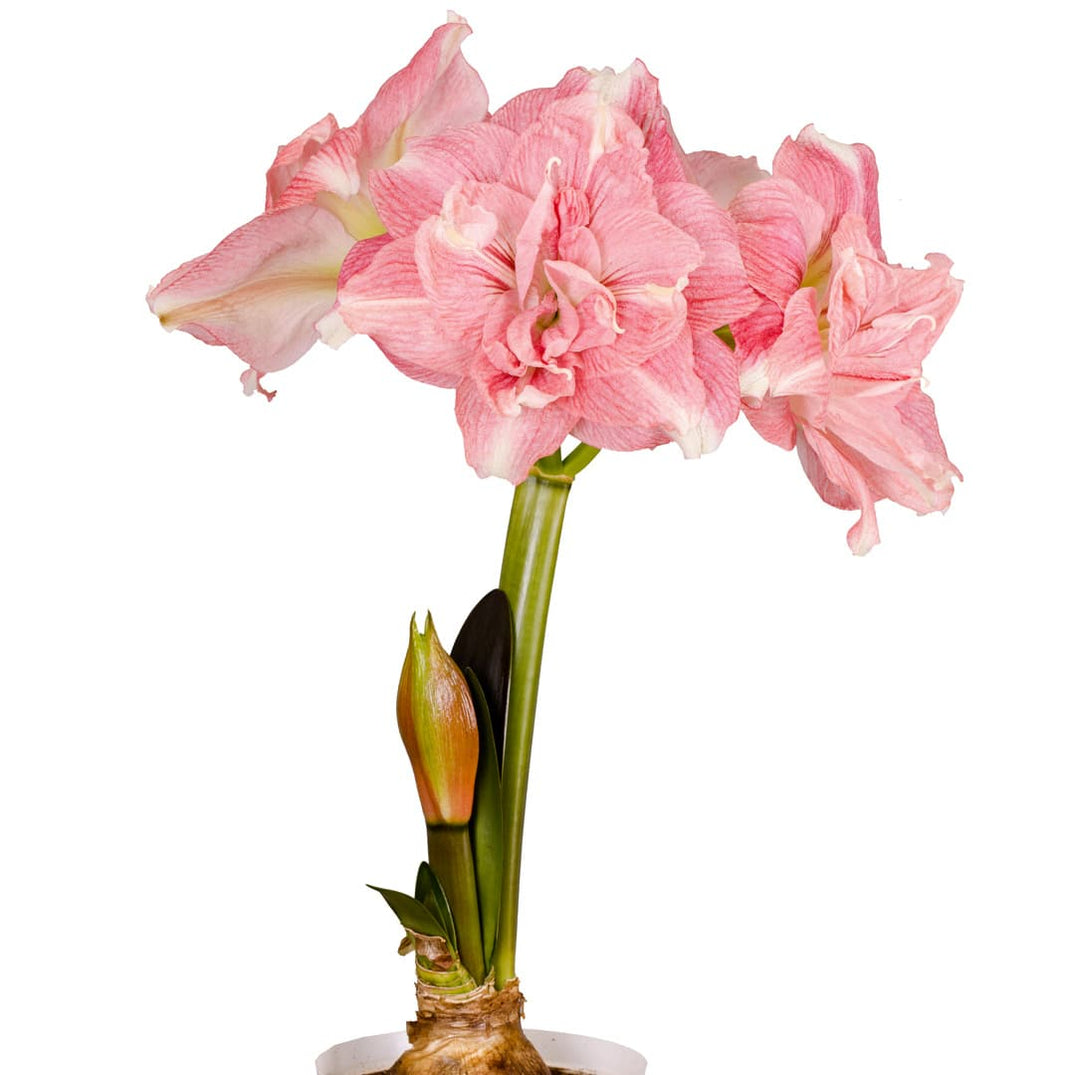 Buy Hadeco Hippeastrum / amaryllis bulbs online — Hadeco.co.za