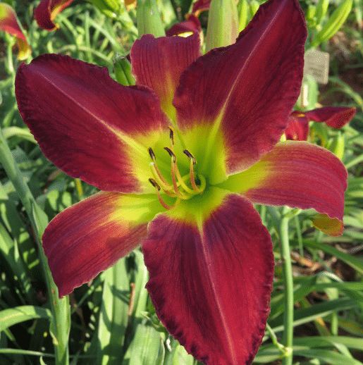 Hemerocallis (daylily) - Ruby Star - 2 plants p-pack — Hadeco.co.za