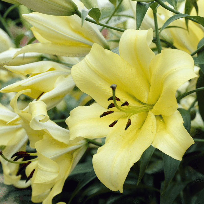 Winter Bulbs — Hadeco.co.za