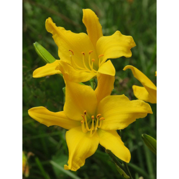 Hemerocallis (daylily) - Tex - 6 plants p-pack — Hadeco.co.za
