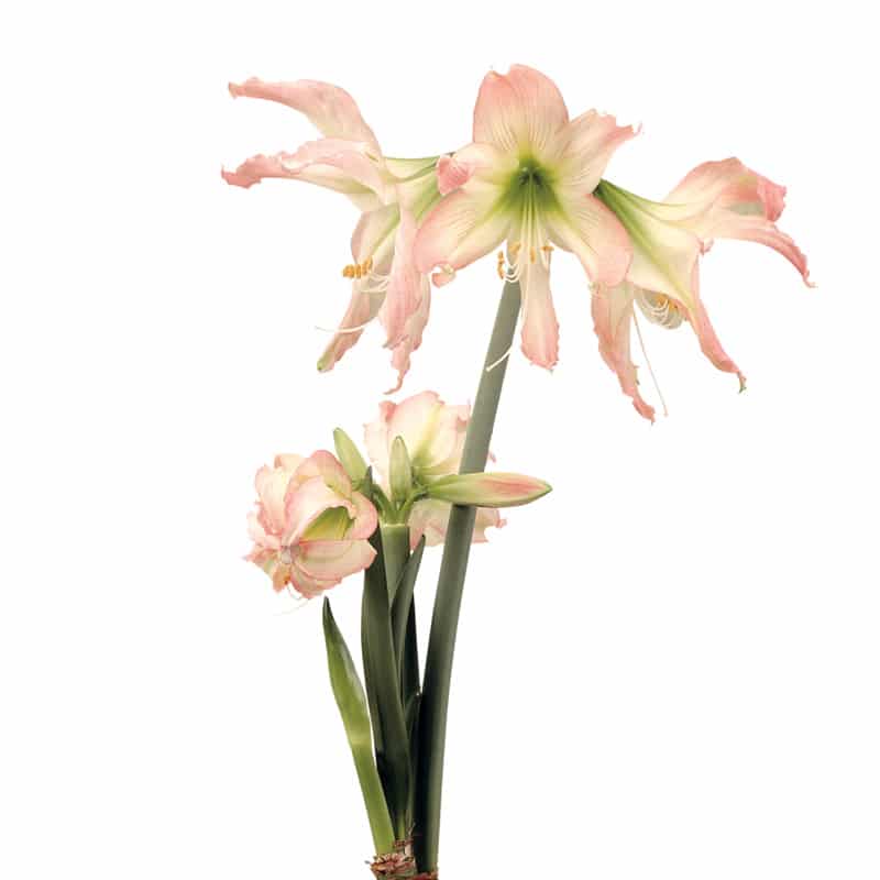 Hippeastrum (amaryllis) Sonatini - Thai Thai™ - 2 bulbs p-pack — Hadeco ...