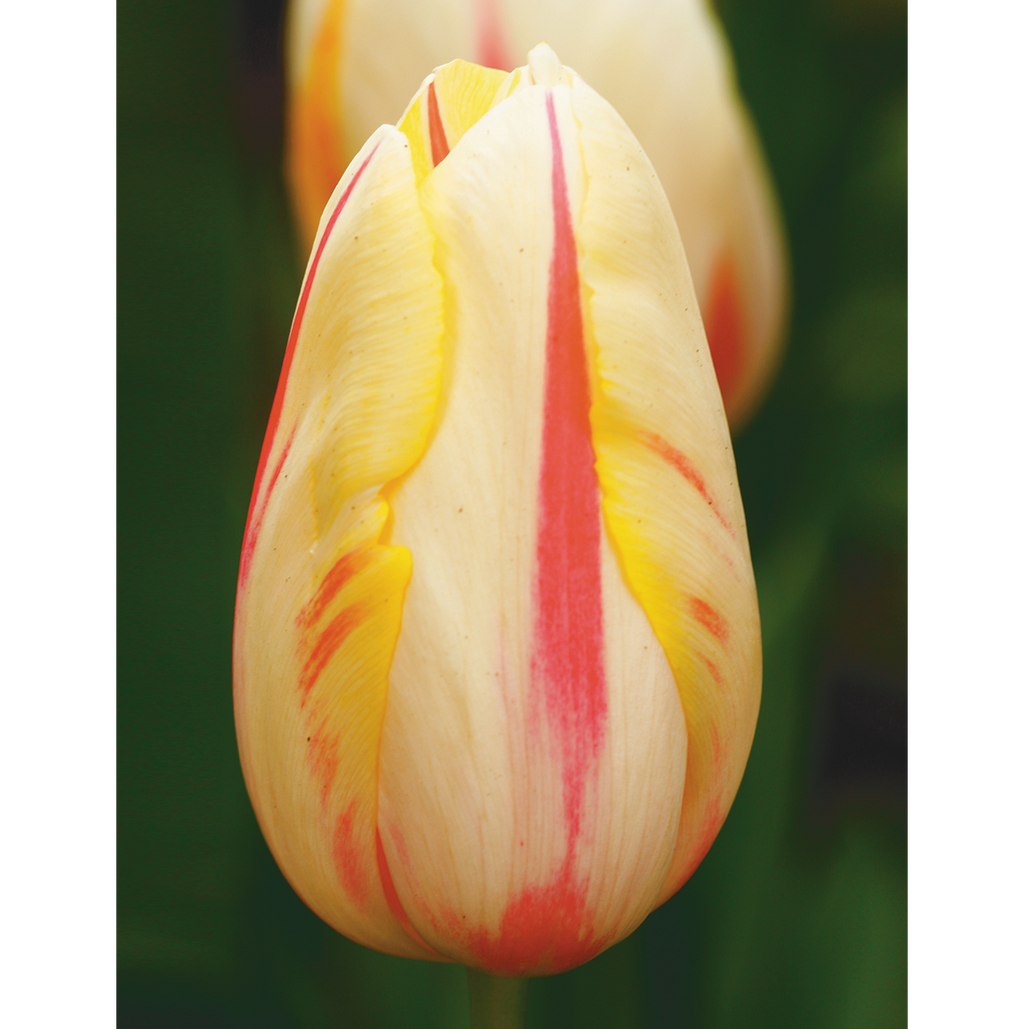 Tulips — Hadeco.co.za
