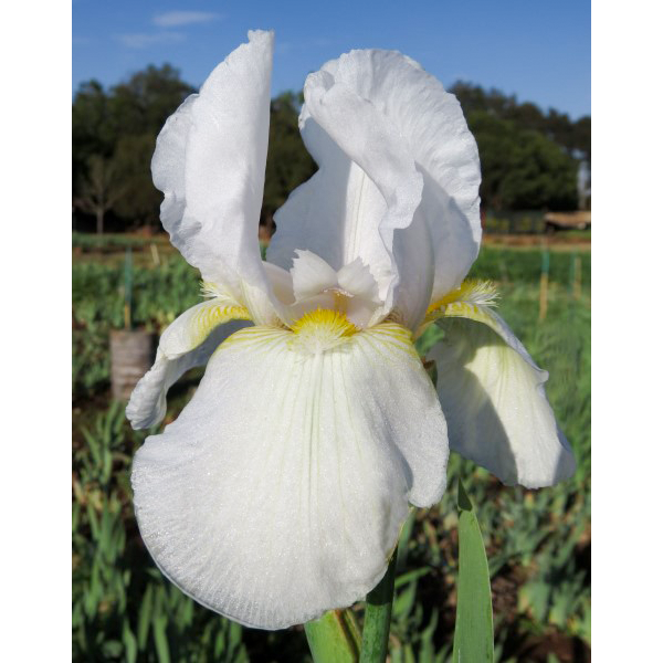 Bearded Iris - Whitey - 2 plants p-pack — Hadeco.co.za