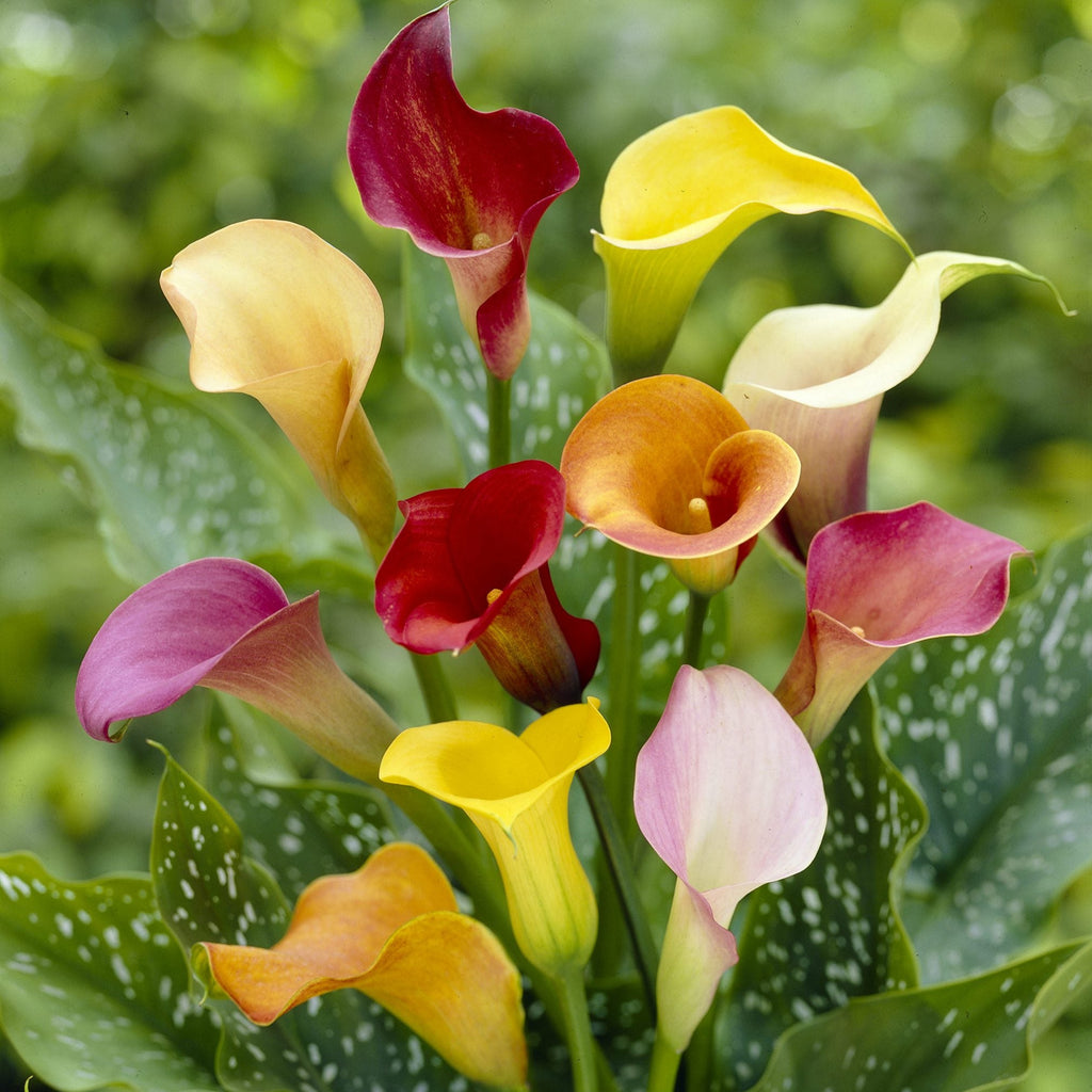 Available now — Hadeco.co.za