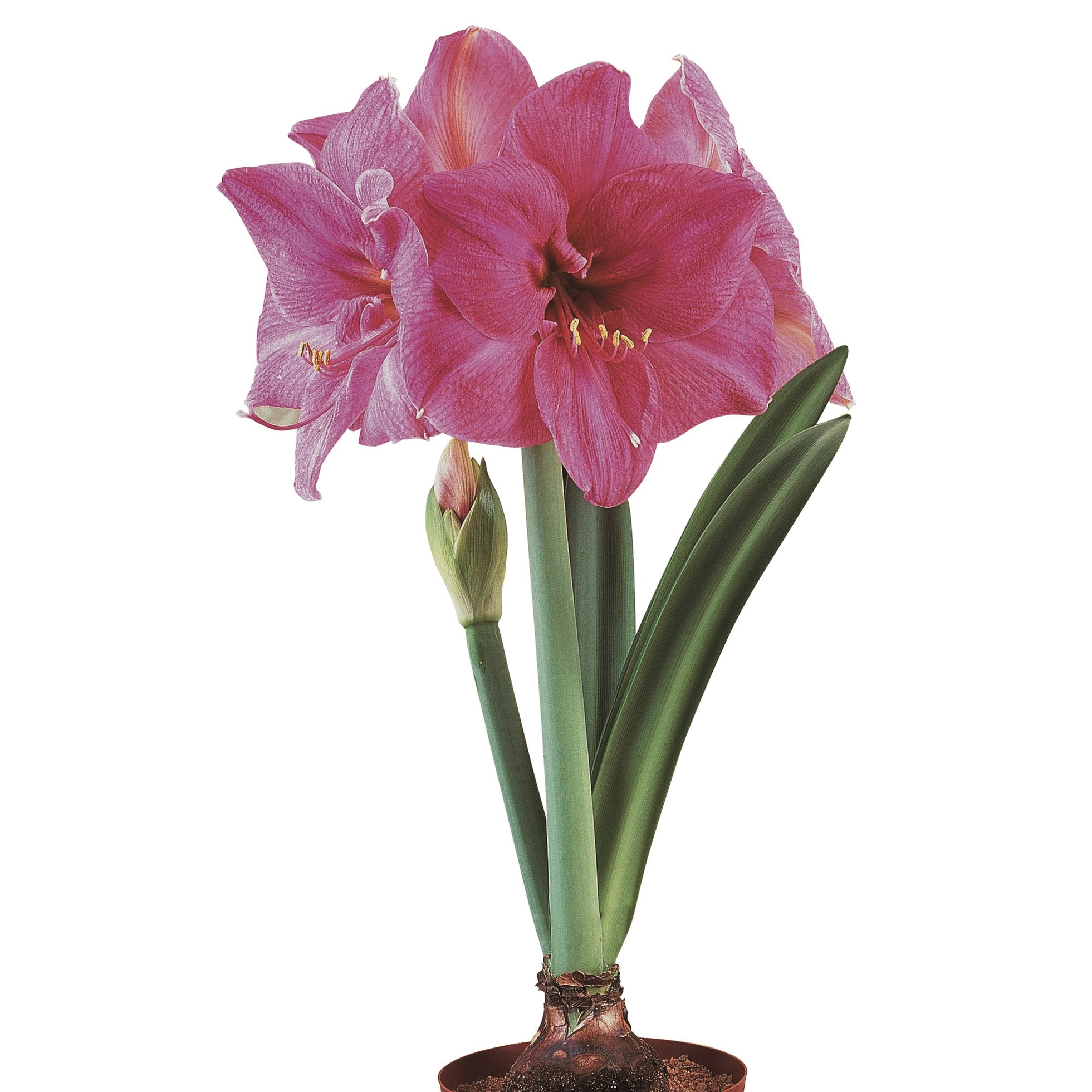 Buy Hadeco Hippeastrum / amaryllis bulbs online — Hadeco.co.za