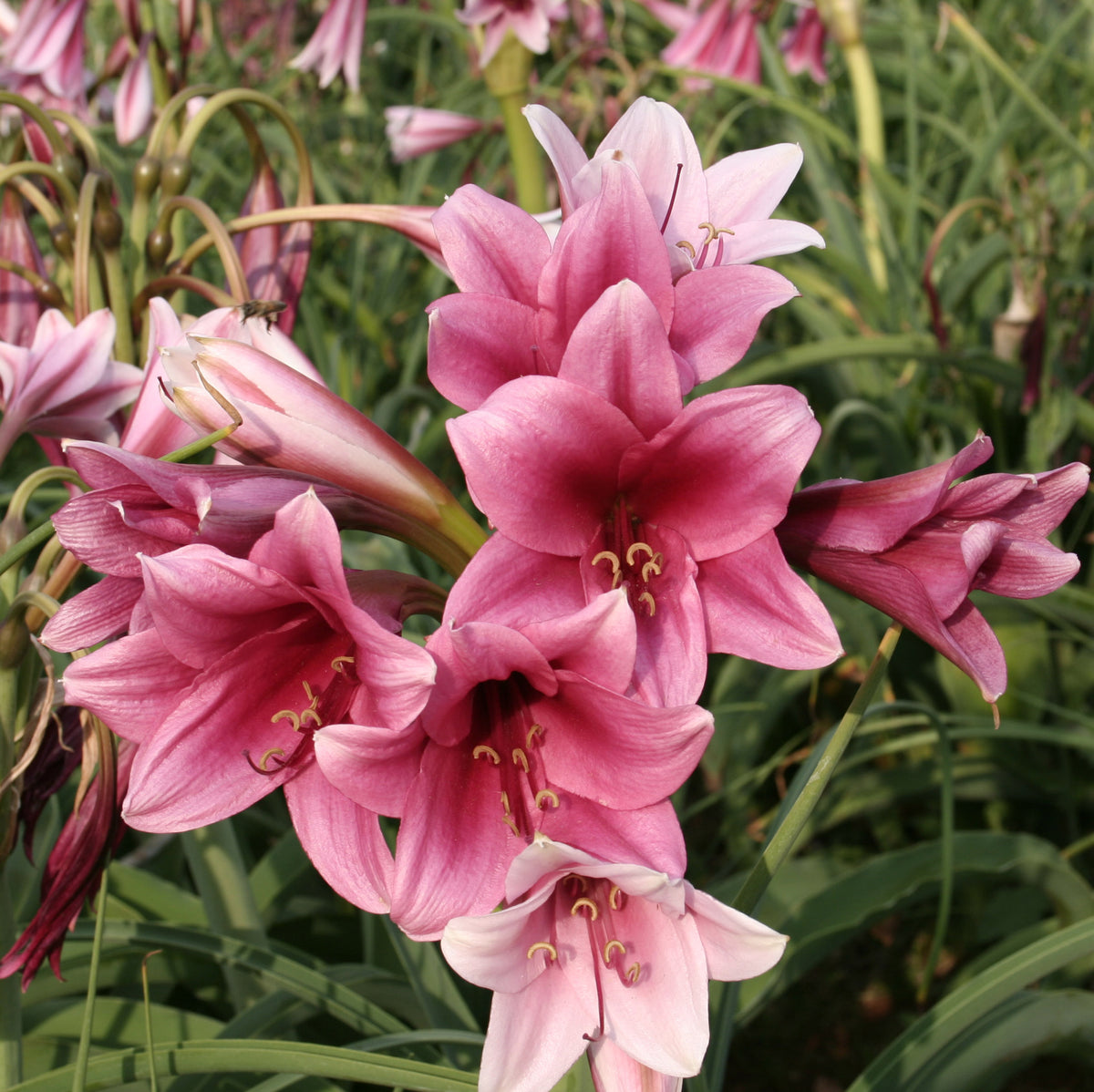 Crinum macowanii (river lily) - 3 bulbs p-pack — Hadeco.co.za